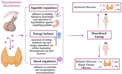 Frontiers | Thyroid dysfunction in children and adolescents affected by undernourished and ...